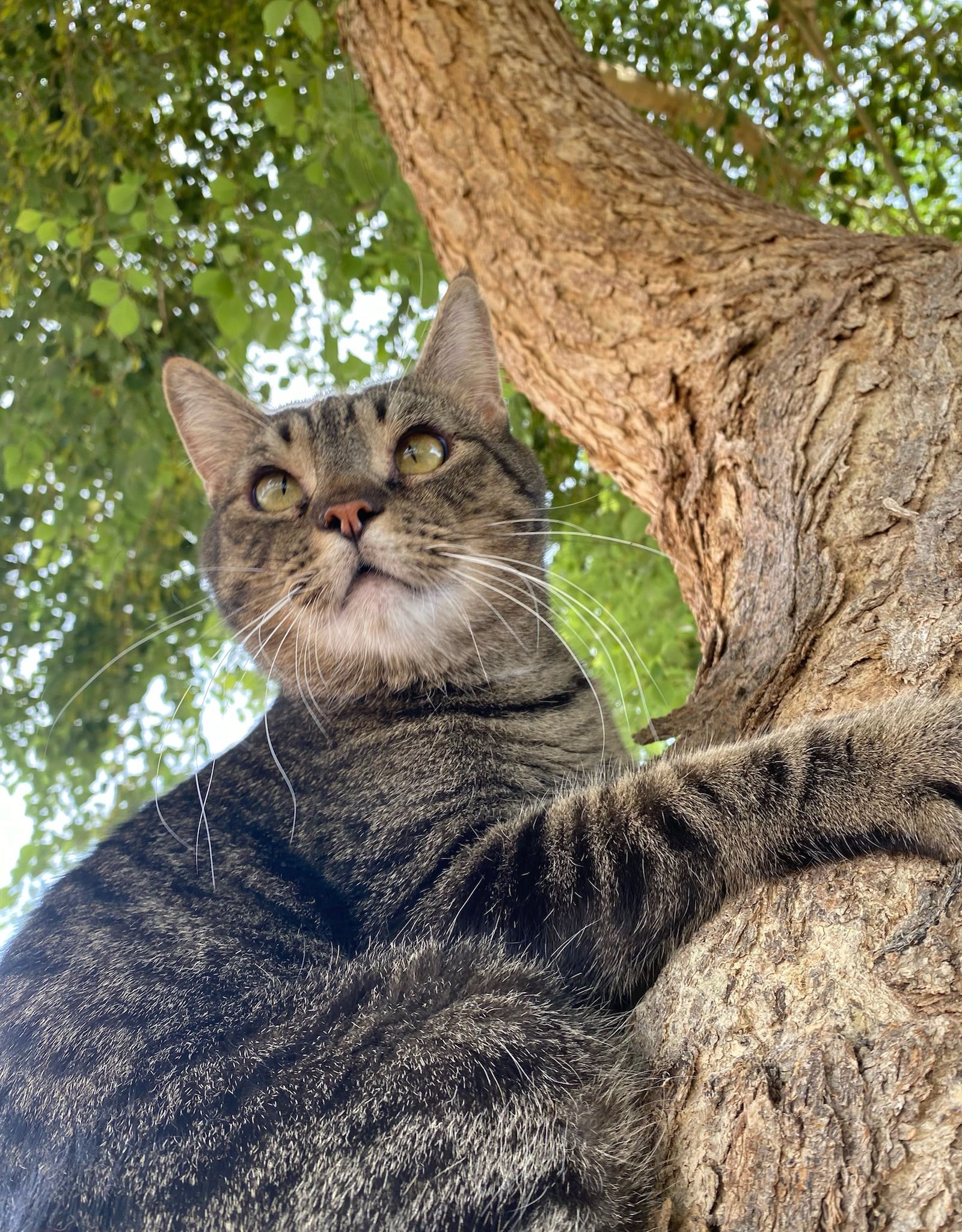 Cats – The Gud Ark Animal Sanctuary