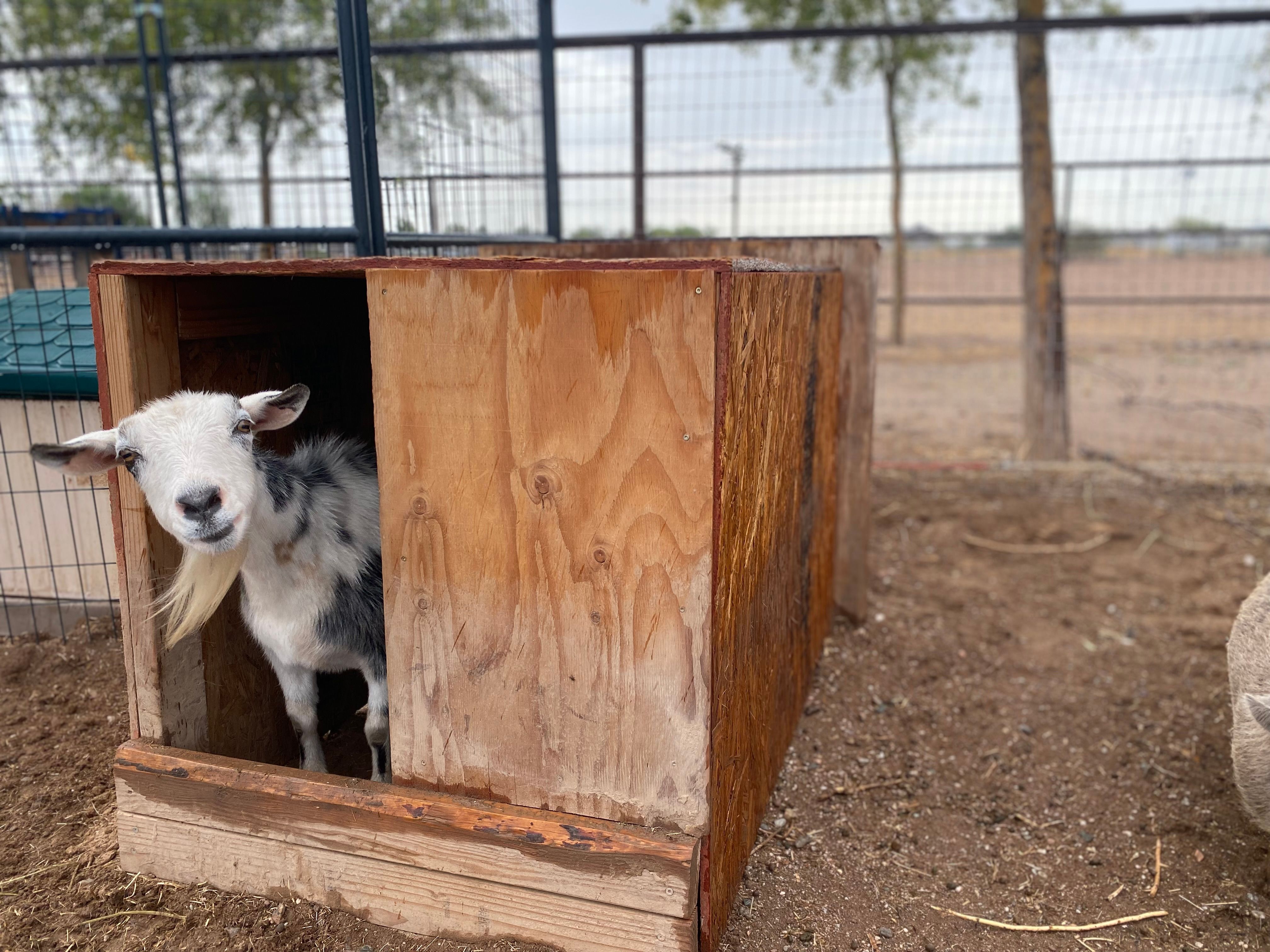 Goats – The Gud Ark Animal Sanctuary