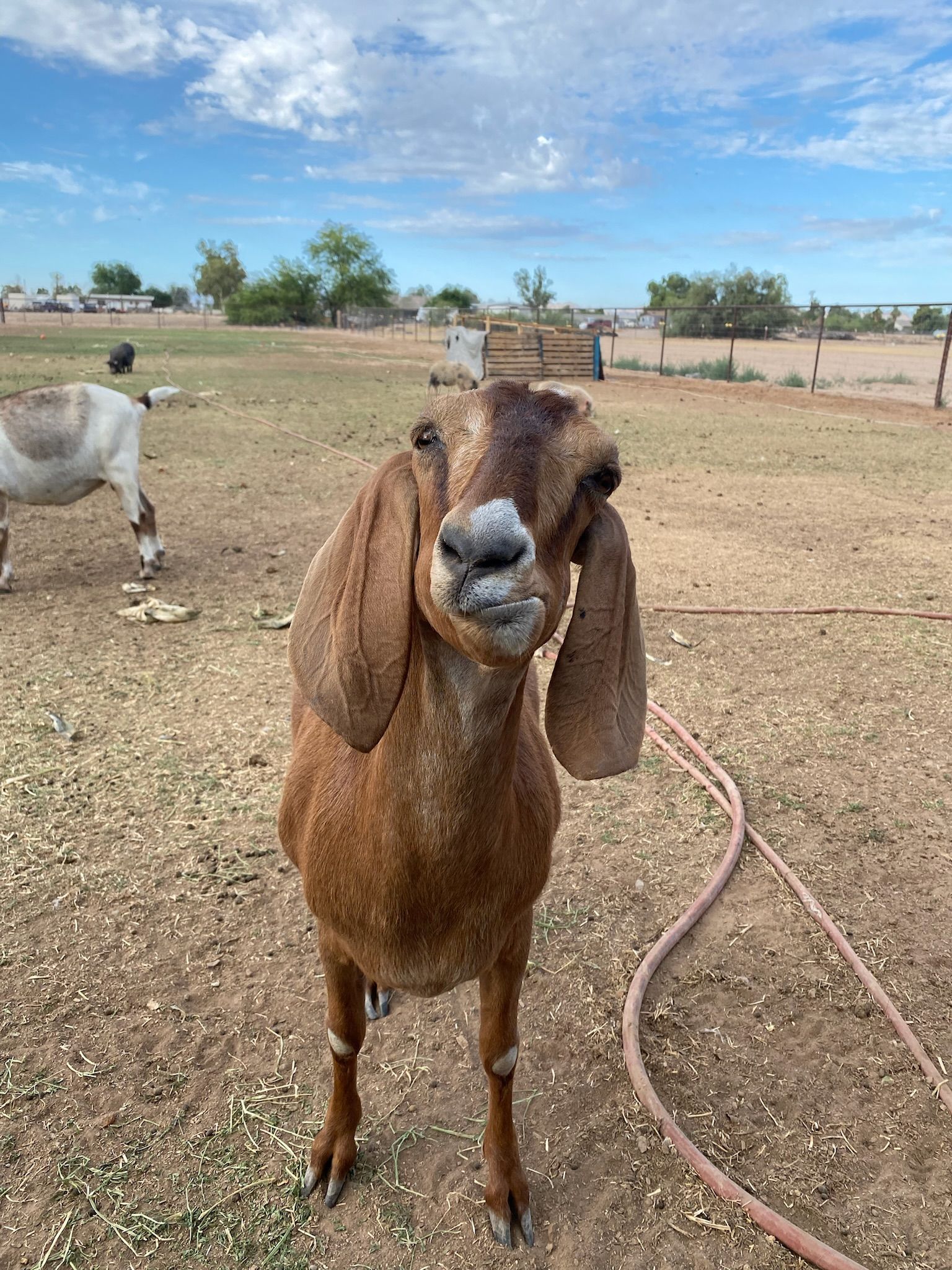 Goats – The Gud Ark Animal Sanctuary