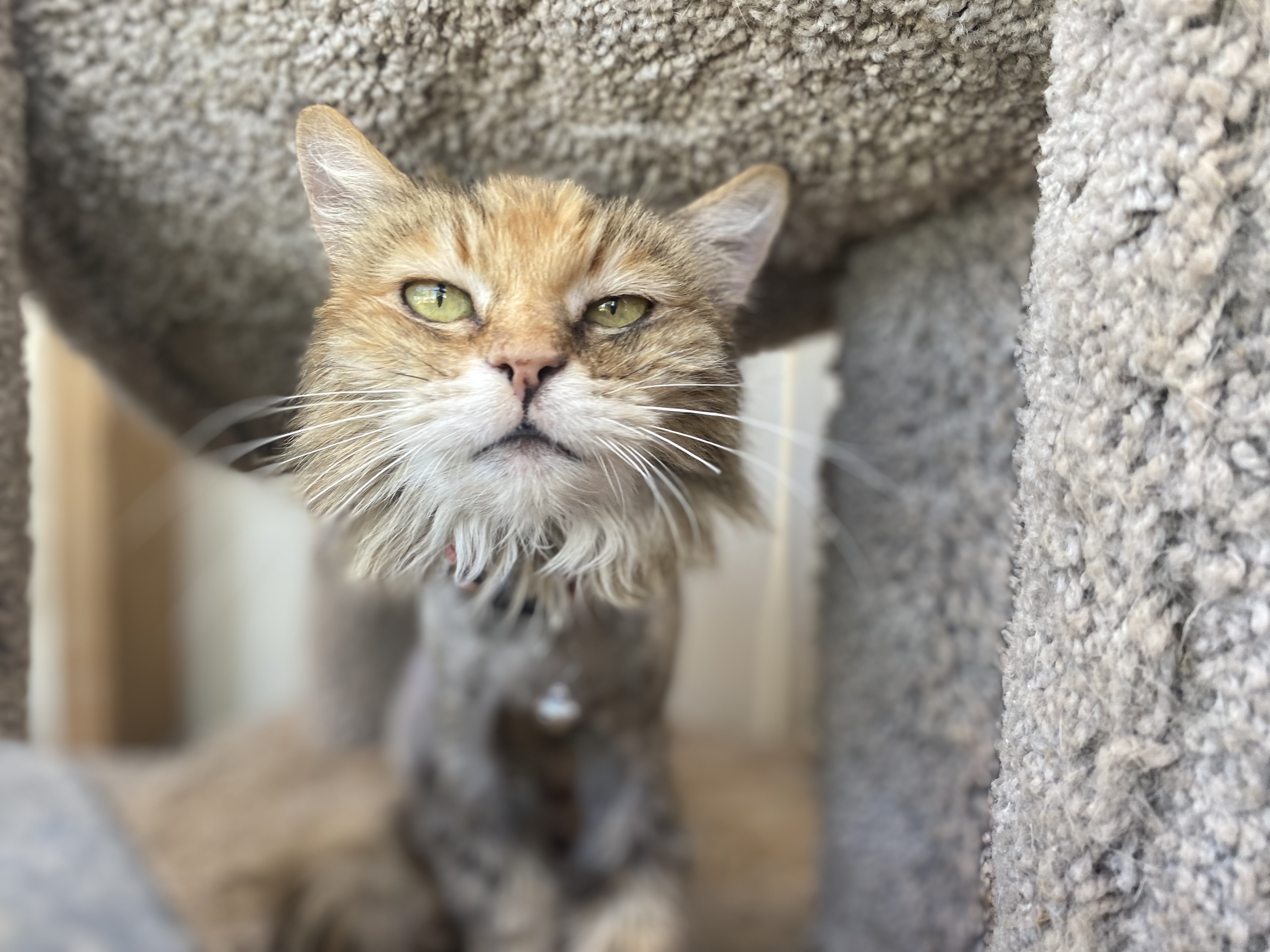 Cats – The Gud Ark Animal Sanctuary