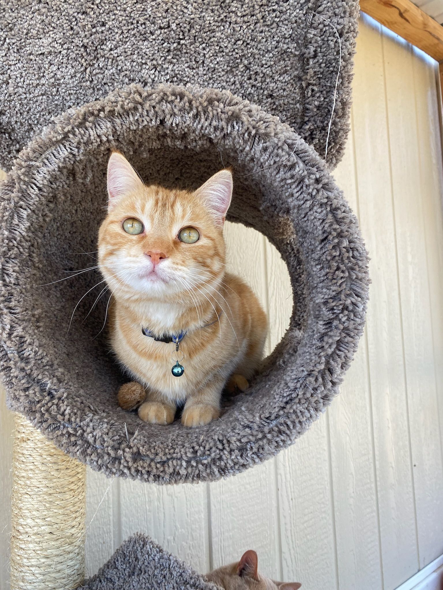 Cats – The Gud Ark Animal Sanctuary