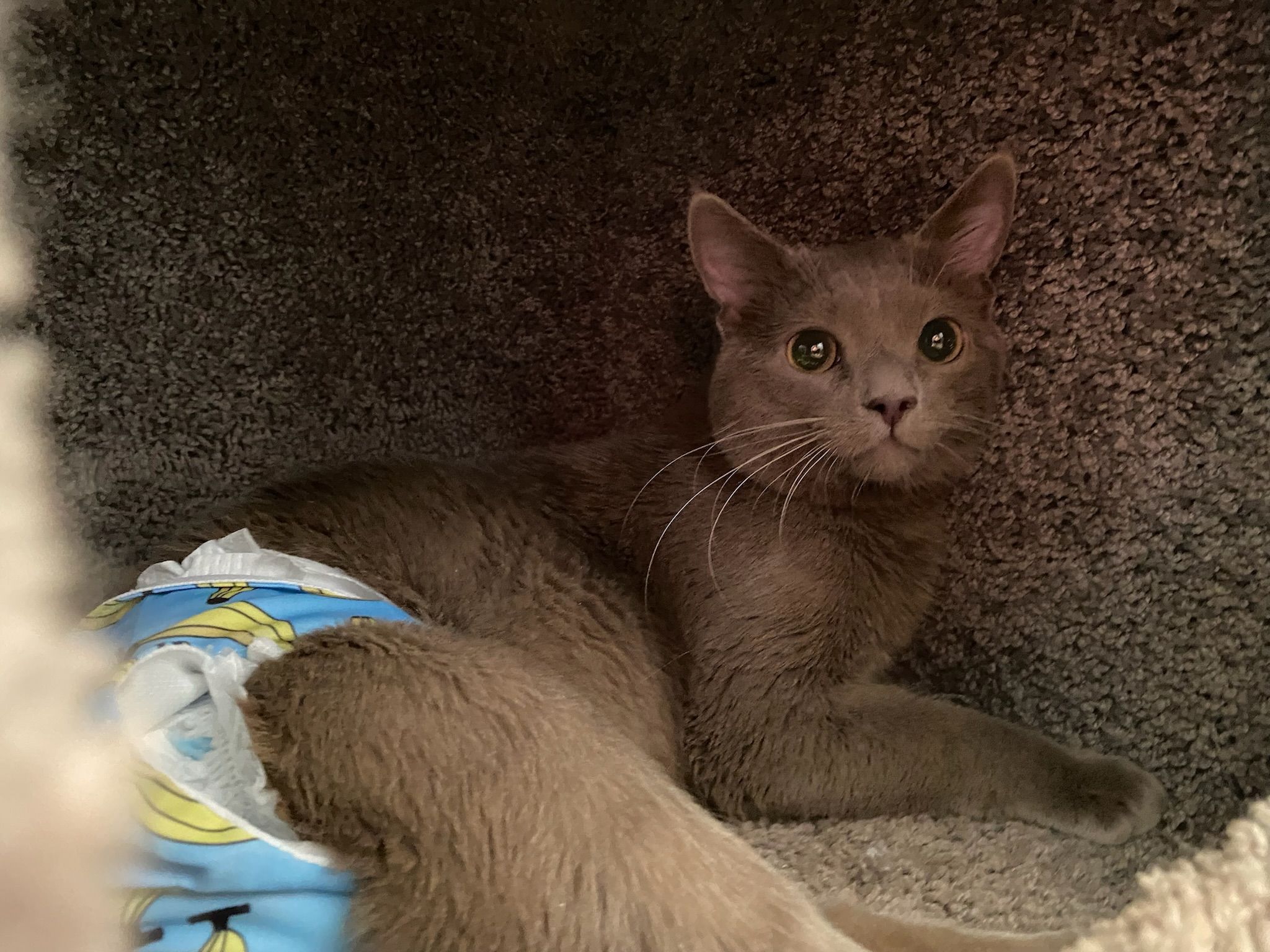 Cats – The Gud Ark Animal Sanctuary