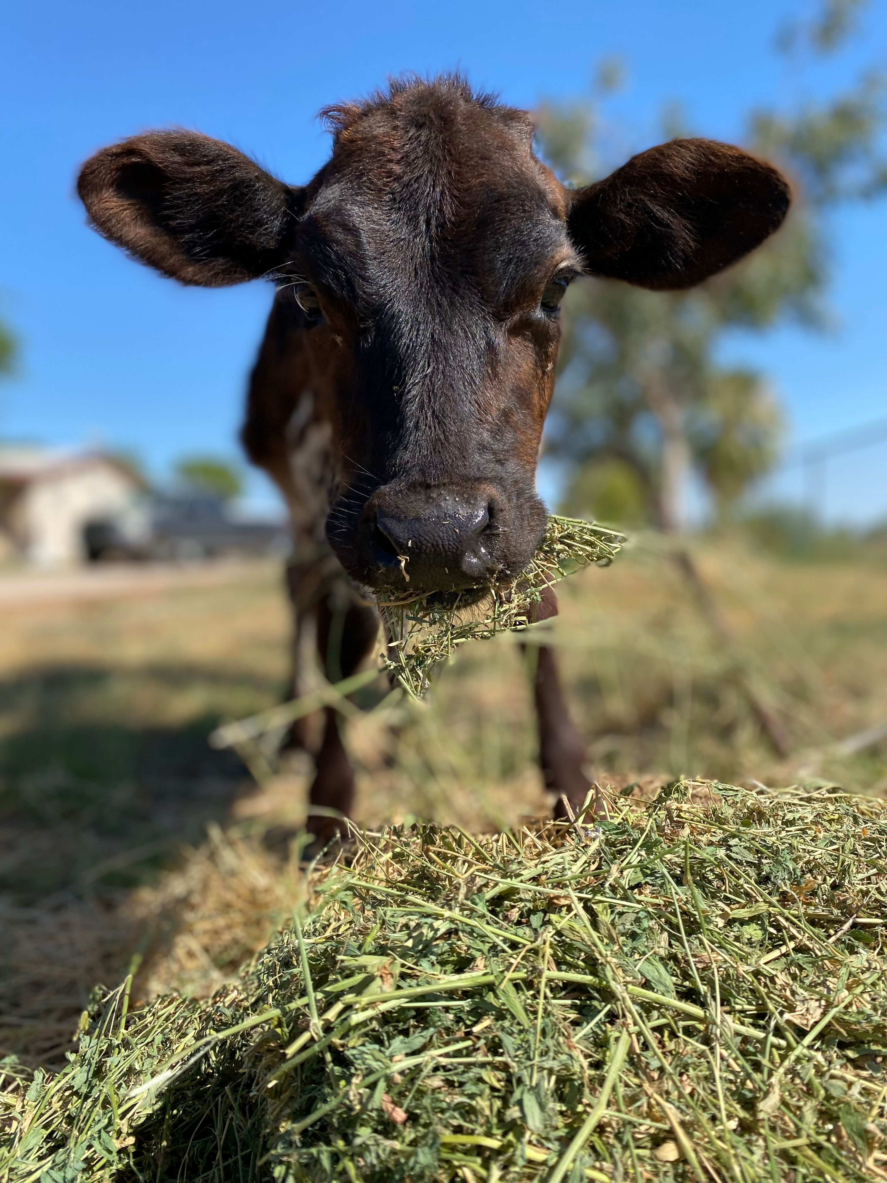Cows – The Gud Ark Animal Sanctuary