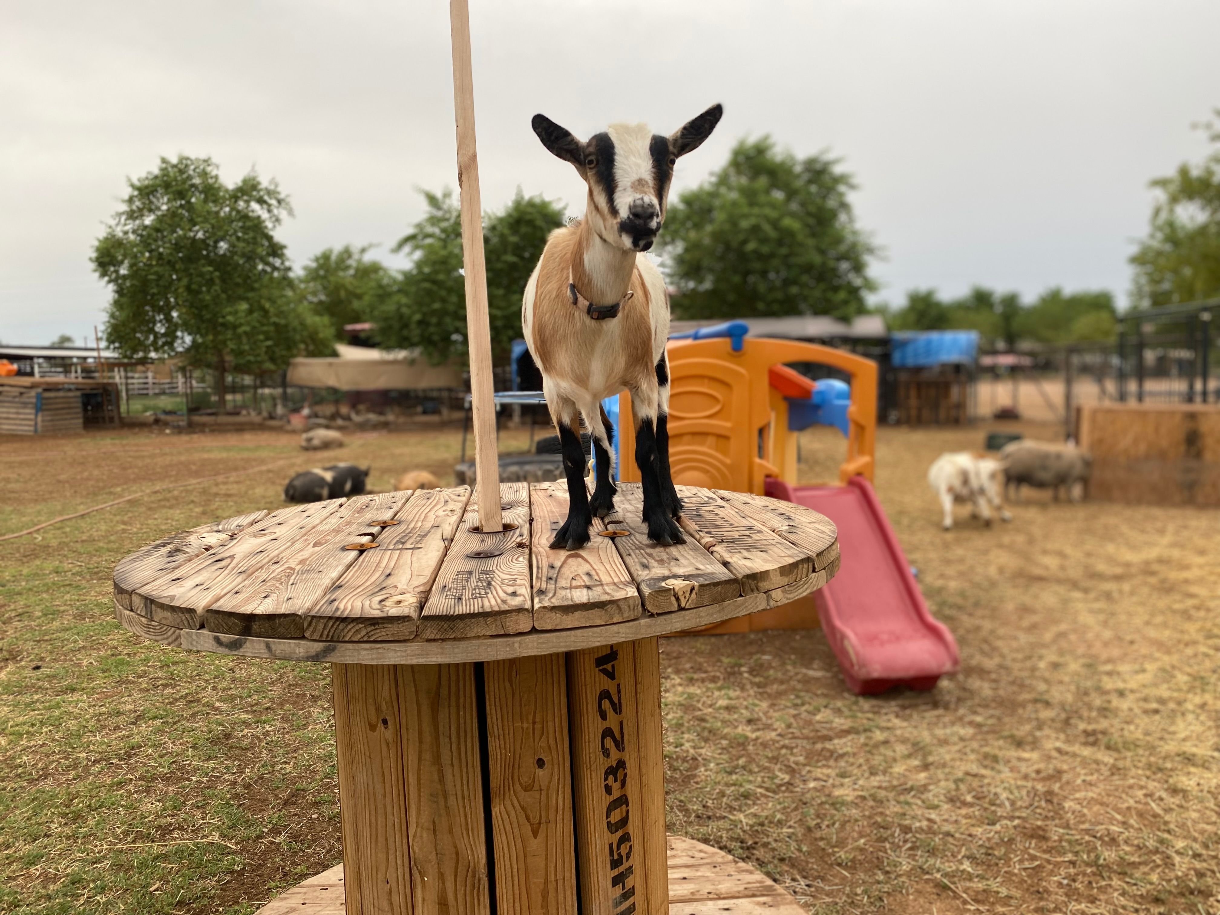 Goats – The Gud Ark Animal Sanctuary