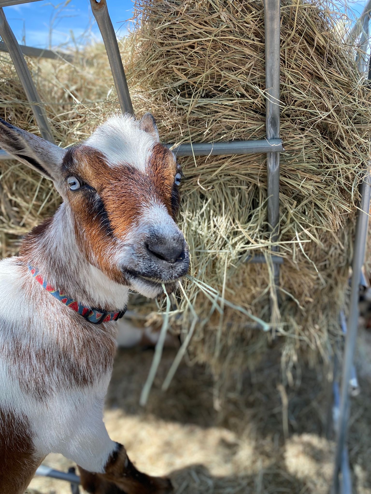 Goats – The Gud Ark Animal Sanctuary