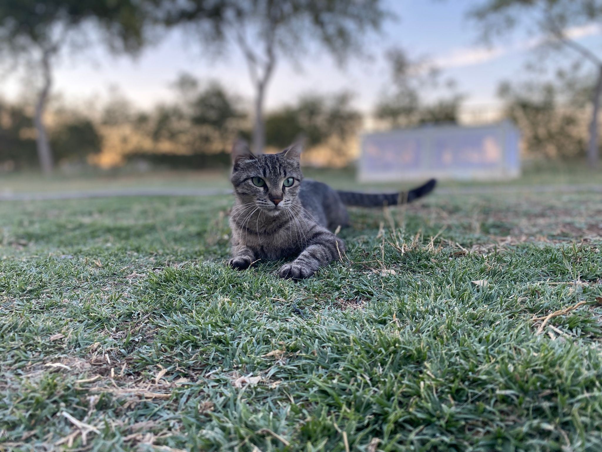 Cats – The Gud Ark Animal Sanctuary