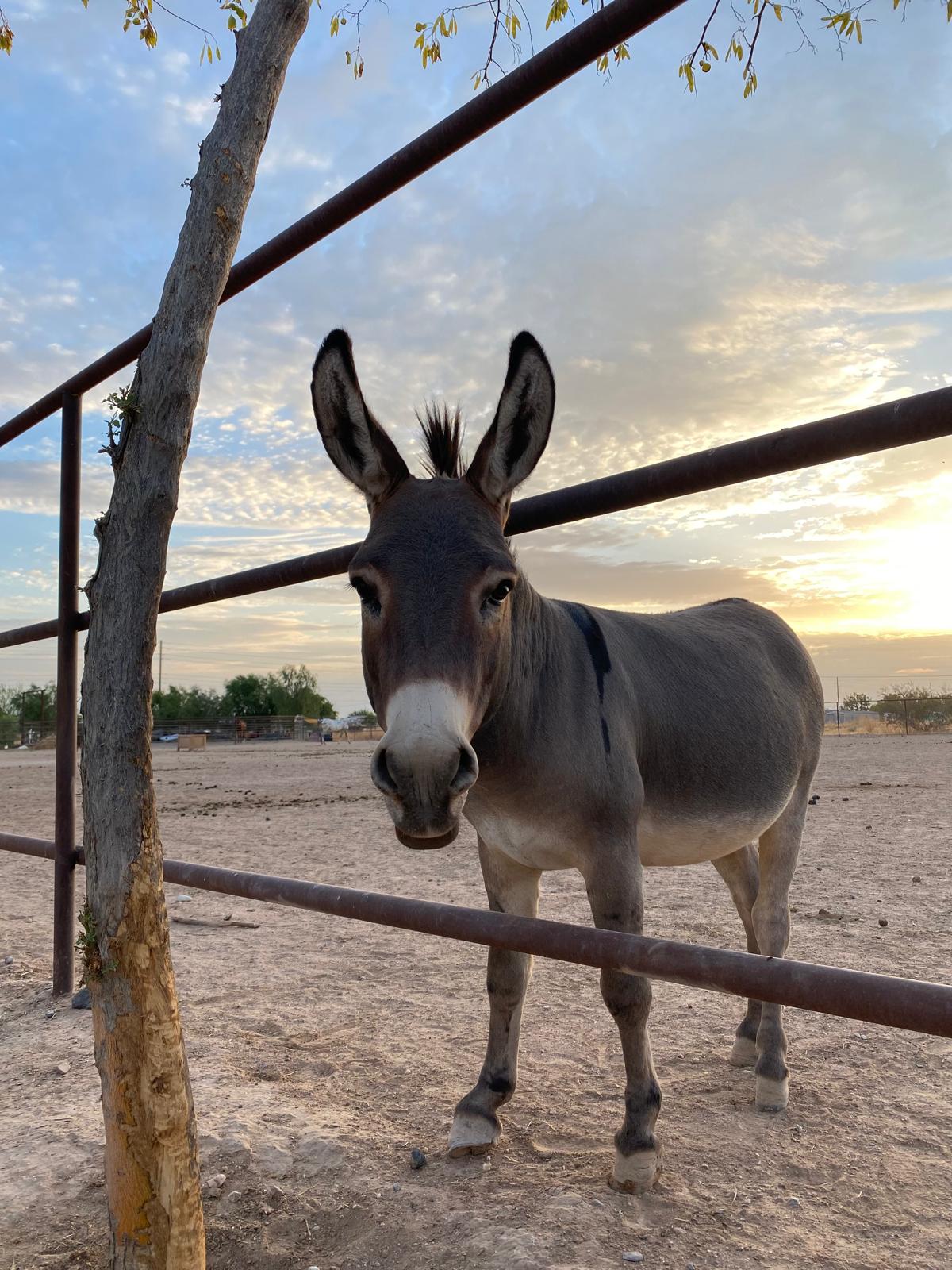 Horses & Donkeys - The Gud Ark